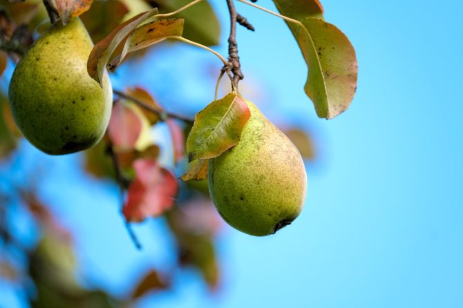National Pear Month | Fulton County Library System